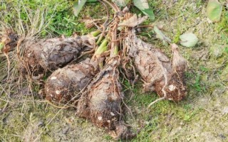 野生芋头图片大全_如何辨别有毒品种