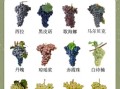 酿酒葡萄品种有哪些_不同品种口感区别