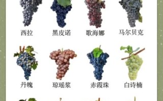 酿酒葡萄品种有哪些_不同品种口感区别