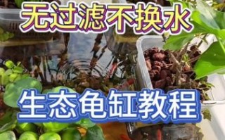 乌龟一直扒拉缸是为什么_乌龟一直扒拉缸怎么办