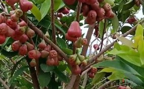 释迦莲雾为什么是夫妻果_释迦莲雾夫妻果由来