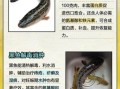 黑鱼的营养价值_黑鱼怎么吃最补身体