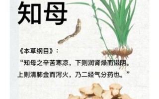 知母的功效与作用_知母适合哪些人吃