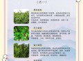 凤凰单丛茶属于什么茶_凤凰单丛茶有哪些香型
