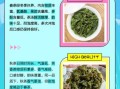 铁观音春茶好还是秋茶好_哪个更香更耐泡