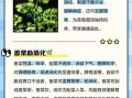 香菜的功效与作用有哪些好处_吃香菜真的能排毒吗