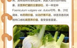 球茎茴香怎么做好吃_球茎茴香的家常做法