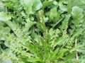 荠荠菜种类图片_荠荠菜有几种