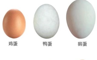 小孩长期吃鸽子蛋好不好_鸽子蛋营养价值