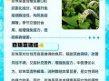 珍珠菜的功效与作用_珍珠菜图片长什么样
