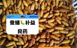 女人吃蚕蛹有什么好处_女性吃蚕蛹能美容吗