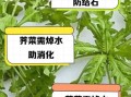 荠菜煮水有什么禁忌_荠菜煮水哪些人不能喝