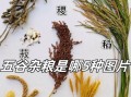 五谷是什么_五谷指哪五种粮食