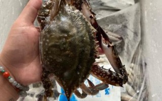 梭子蟹死了一天还能吃吗_如何判断是否变质