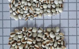 薏苡仁长什么样_薏苡仁图片真假辨别