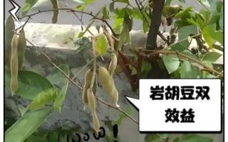 胡豆的功效与作用_吃胡豆有哪些好处 胡豆的功效与作用_吃胡豆有哪些好处