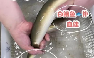白鳗鱼是什么鱼_白鳗鱼多少钱一斤