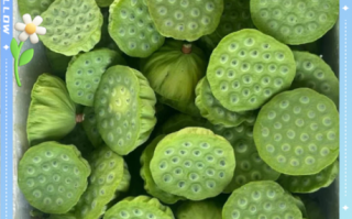 莲蓬怎么吃_莲蓬的常见吃法