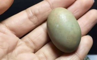 野鸡蛋能吃吗_野鸡蛋营养价值