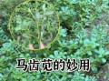 马齿苋治白头发有效吗_马齿苋治白头发的正确用法