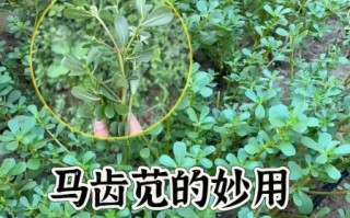 马齿苋治白头发有效吗_马齿苋治白头发的正确用法