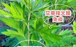 艾草叶的功效与作用_艾草叶怎么使用