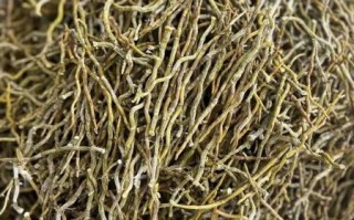 2020铁皮石斛价格多少钱一斤_铁皮石斛价格表