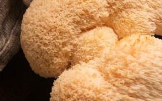 猴头菇泡了一夜能吃吗_猴头菇泡发时间