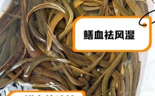 黄鳝血可以吃吗_黄鳝血的功效与禁忌