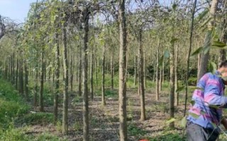 龙爪槐图片_如何识别龙爪槐