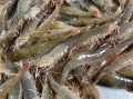 淡水虾养殖品种有哪些_新手选哪个好