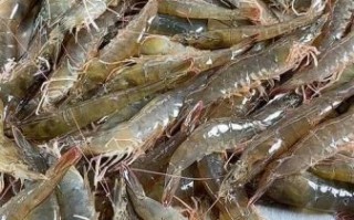 淡水虾养殖品种有哪些_新手选哪个好