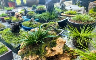 菖蒲盆景怎么养_菖蒲盆景图片欣赏