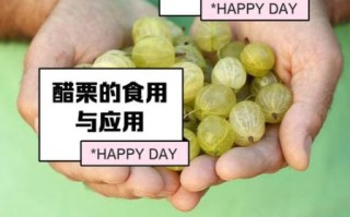 醋栗果怎么吃_醋栗果的功效与作用