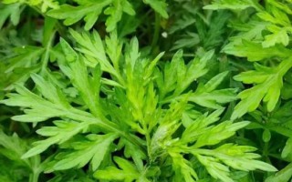 艾叶图片大全大图_艾叶长什么样