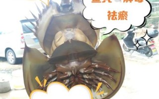 养殖鲎可以吃吗_犯法吗