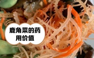 鹿角菜用焯水吗_鹿角菜焯水多久