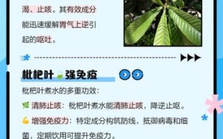 枇杷叶煮水小孩能喝吗_枇杷叶水小孩用量