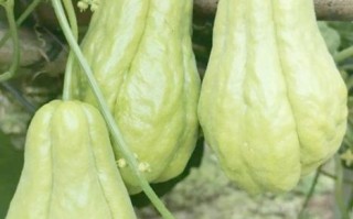 佛手瓜藤尖的功效与作用_佛手瓜藤尖怎么吃
