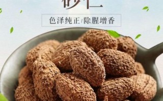 香砂仁图片_香砂仁长什么样