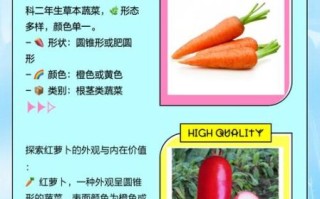 红萝卜和胡萝卜的区别_哪个更有营养