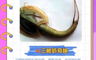 三眼恐龙虾图片_为什么叫活化石