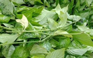 五色糯米饭用什么植物染料_怎么做不掉色