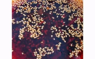 火锅底料炒麻辣香锅怎么做_麻辣香锅用哪种火锅底料