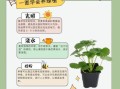 草莓怎么种_草莓种植技术与管理方法