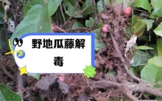 野地瓜藤图片_野地瓜藤的功效与作用