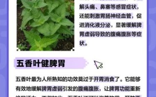 五香叶是什么_五香叶和香叶一样吗
