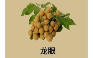 龙眼的功效与作用_龙眼主治什么病