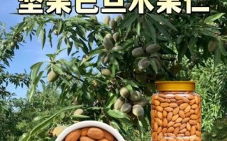 新疆巴旦木图片_如何辨别优质巴旦木