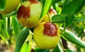 冬枣的功效与作用禁忌_冬枣吃多了会上火吗